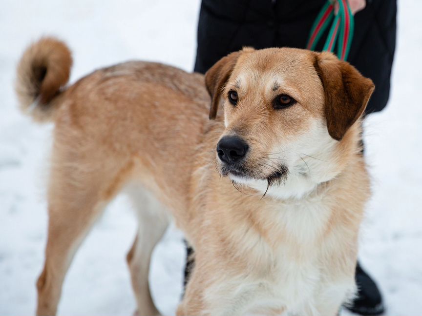 Собака из приюта: Стинг