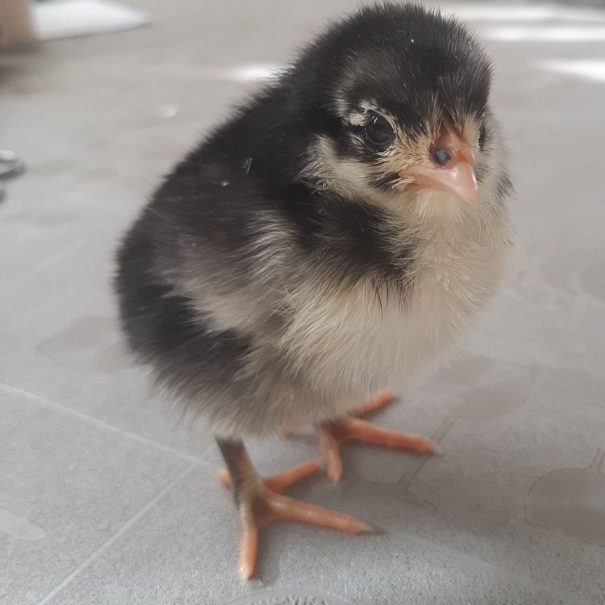 Цыпленок 3 дня