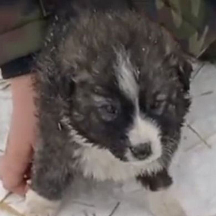 Щеночки коробочки мальчики 2 месяца с доставкой