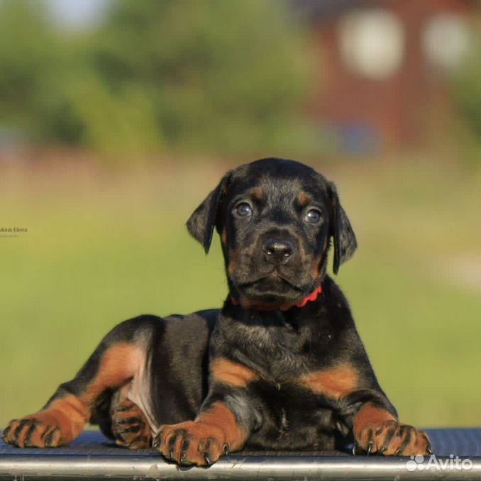 Щенки добермана мальчики