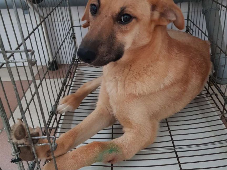 Ищем дом или передержку