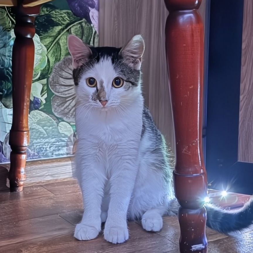 Котёнок в добрые руки