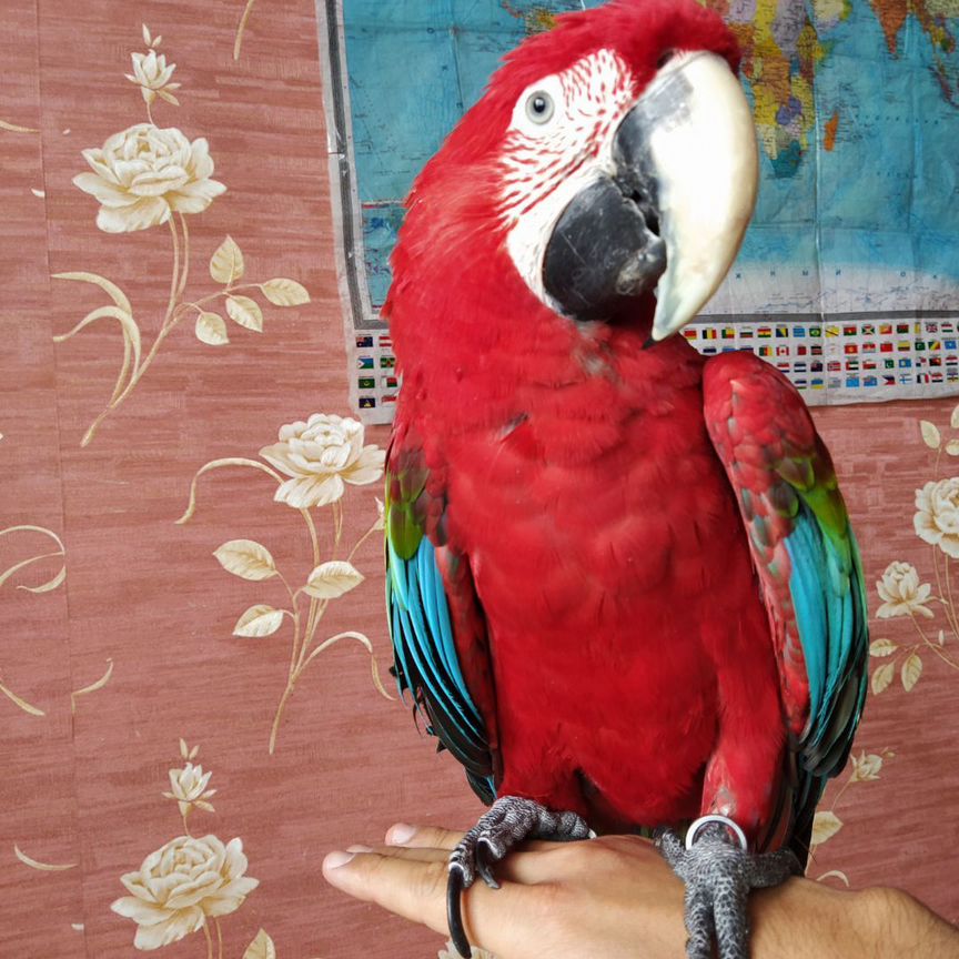 Говорящий попугай какаду