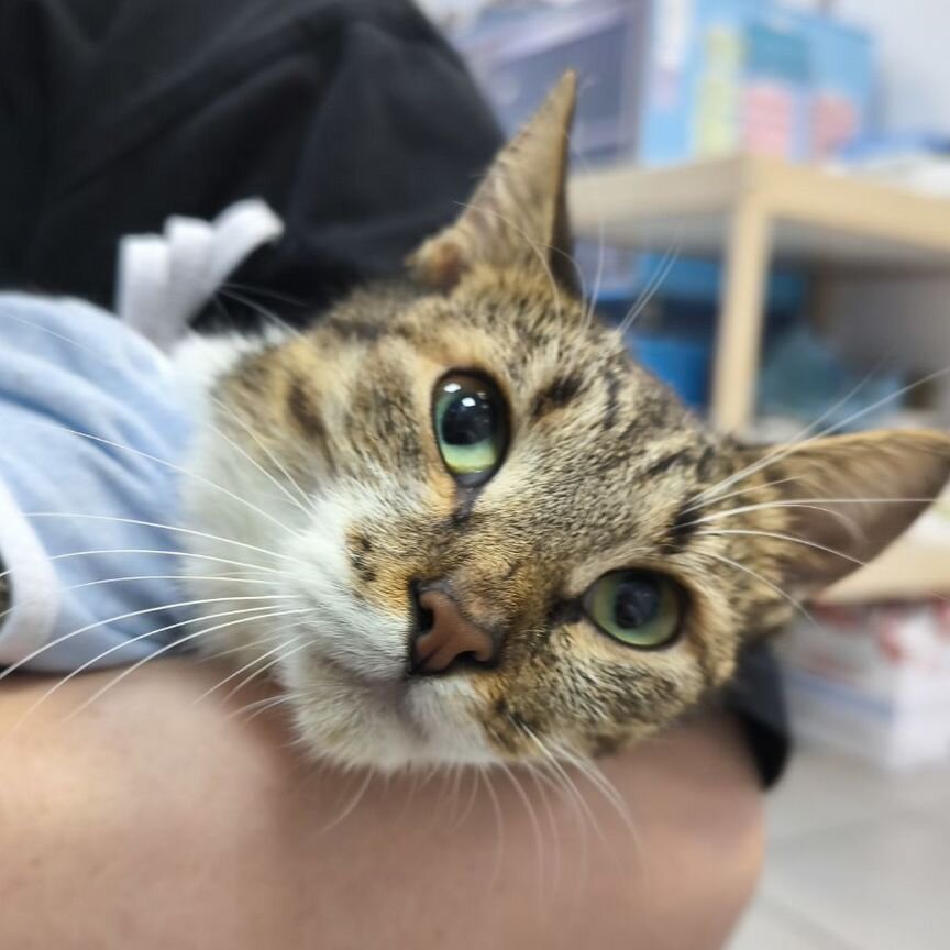 Взрослая кошка в добрые руки