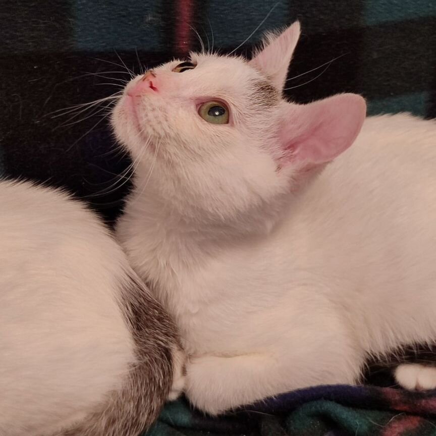 Котëнок мальчик в добрые руки