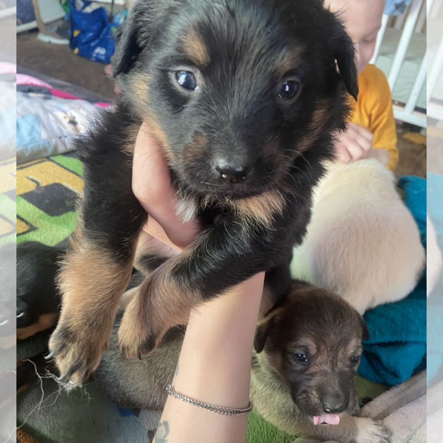 Йоркширский терьер, щенок