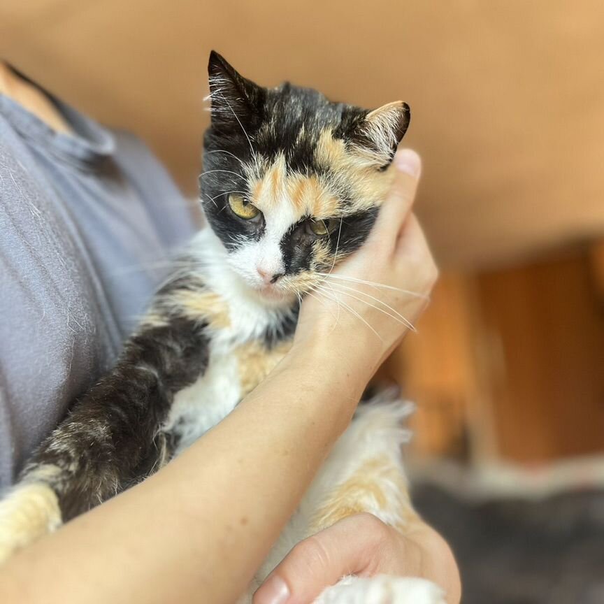 Кошка мечтает о доме