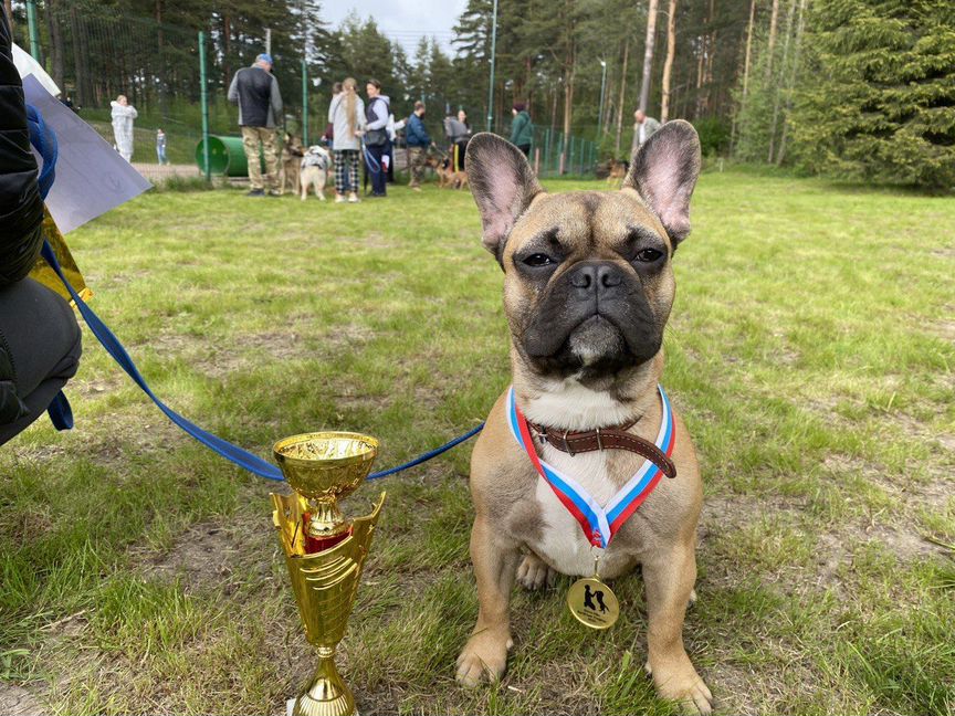 Вязка французский бульдог