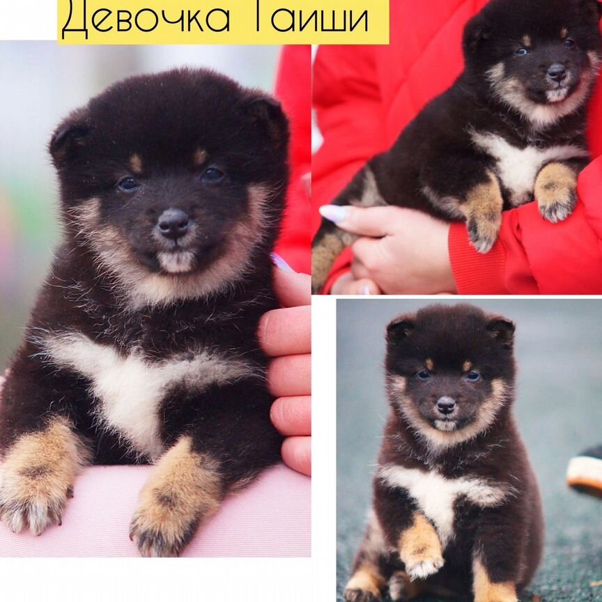 Сиба девочка питомник