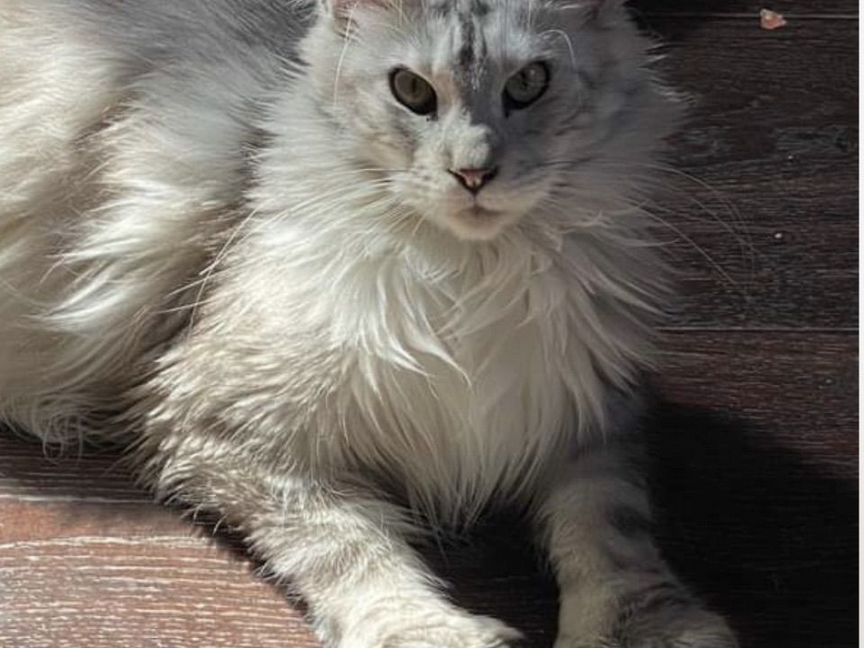 Кошка поли Мейн-кун