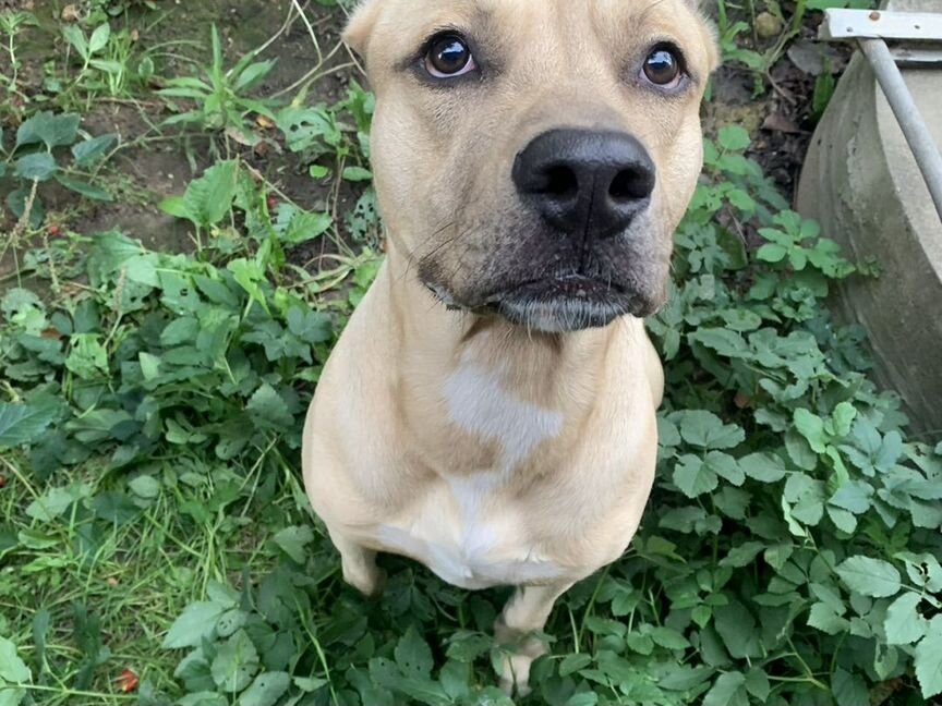 Собака стаффорд вязка