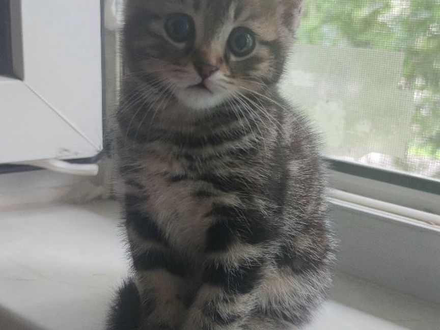 Шотландская вислоухая