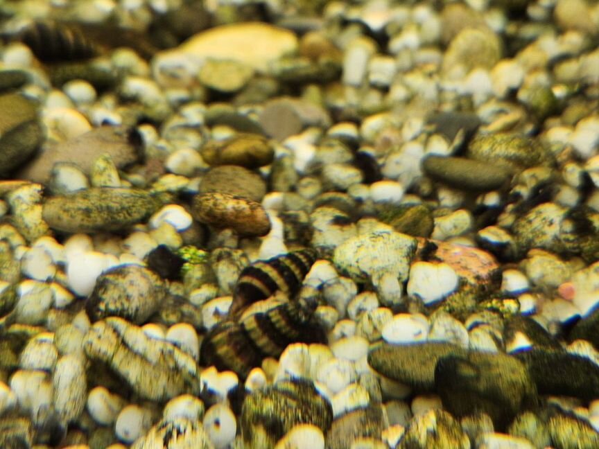 Улитка хелена