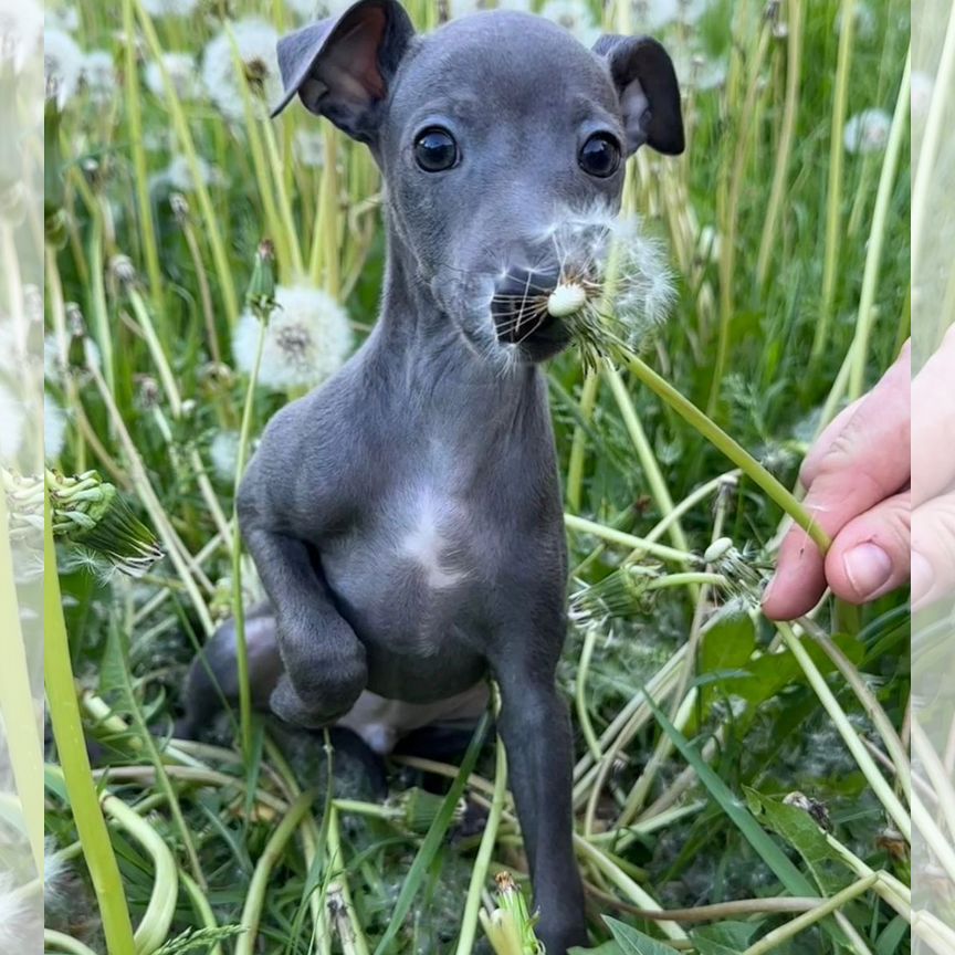 Щенки левретки
