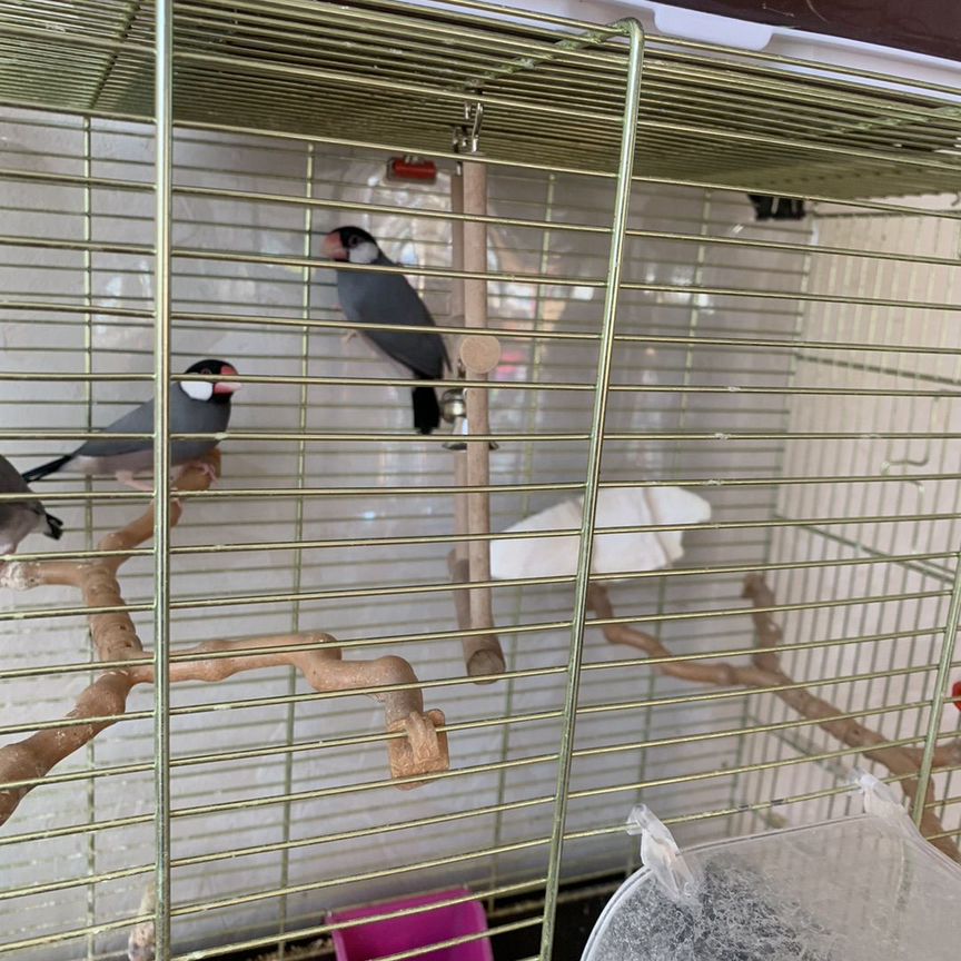 Рисовые амадины