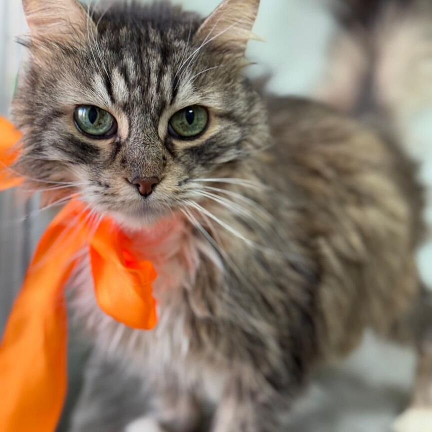 Кошка мечтает о доме