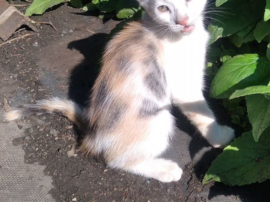 Кошечка 2 мес вислоухая