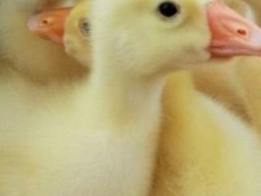 Гусята линда