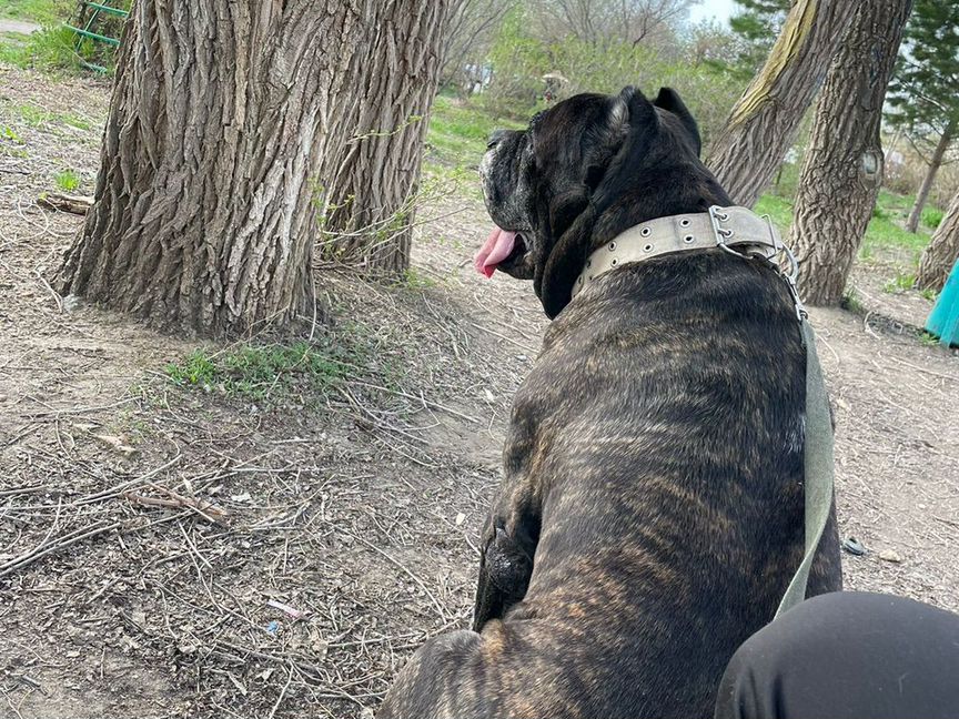 Кане Корсо Кабель 7 лет