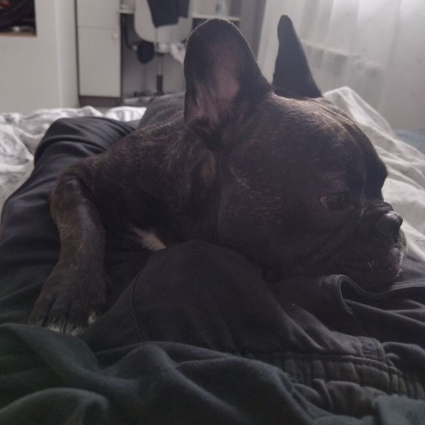 Французский бульдог