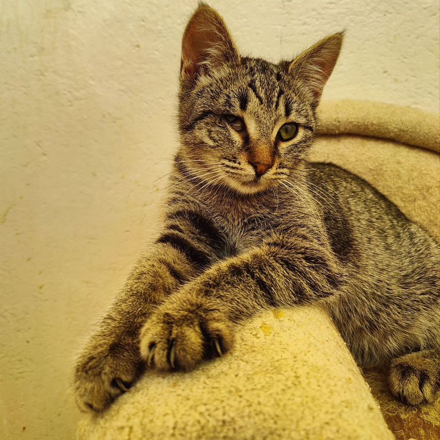 Котёнок в добрые руки