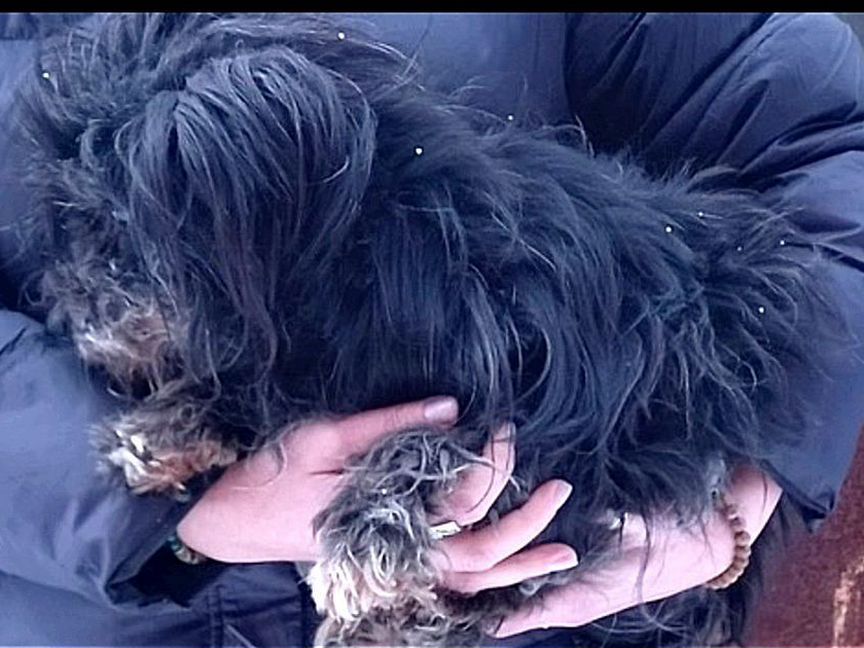 Спасите жизнь маленькой собачке