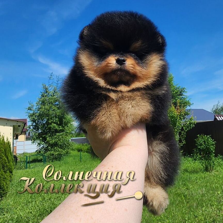 Померанский шпиц, щенок