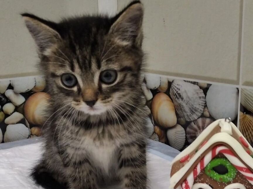 Егорка 1,5 мес