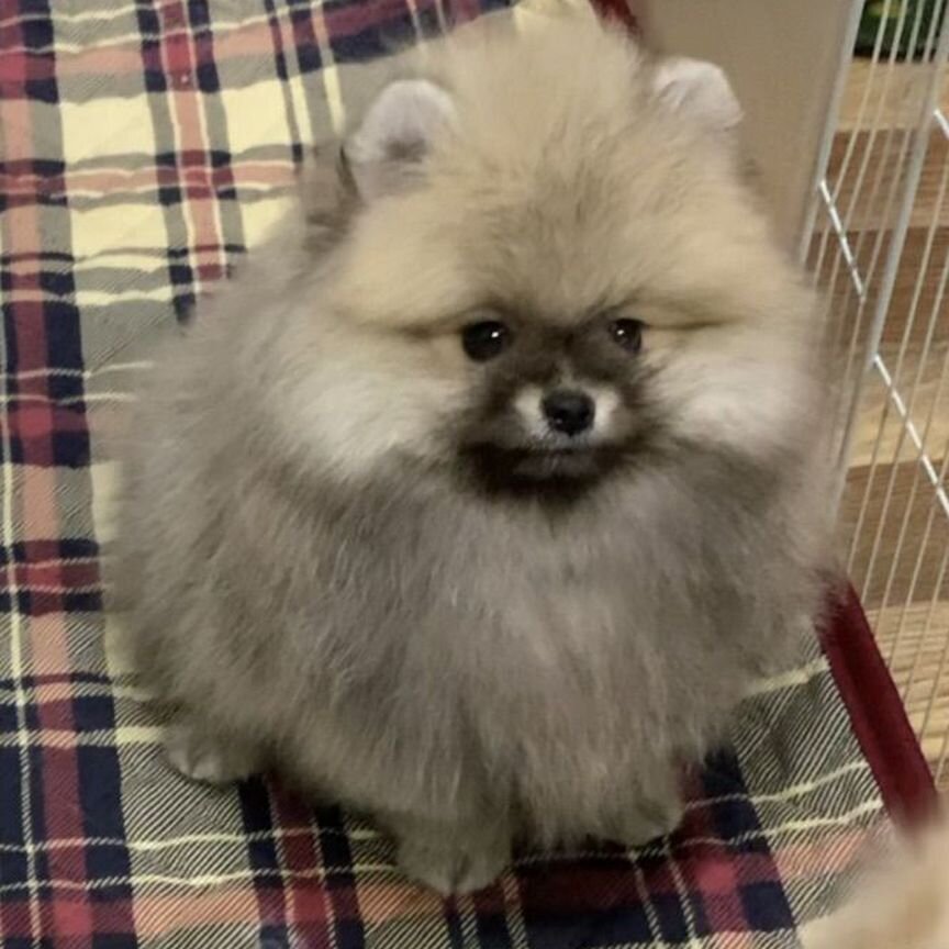 Померанский шпиц