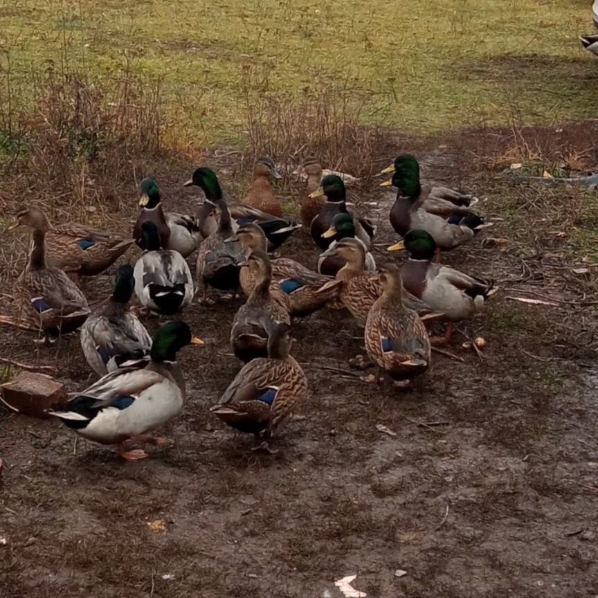 Подсадные утки