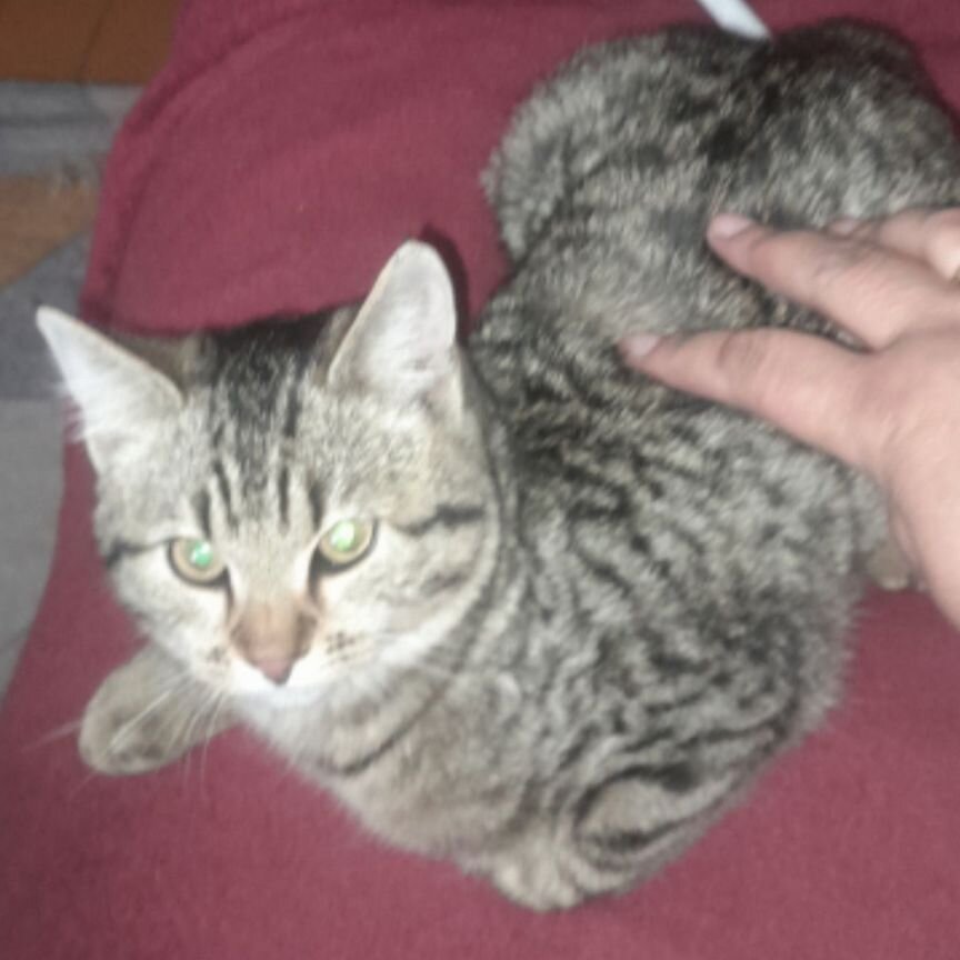 Найдено кошечка если кому надо пишите в личку