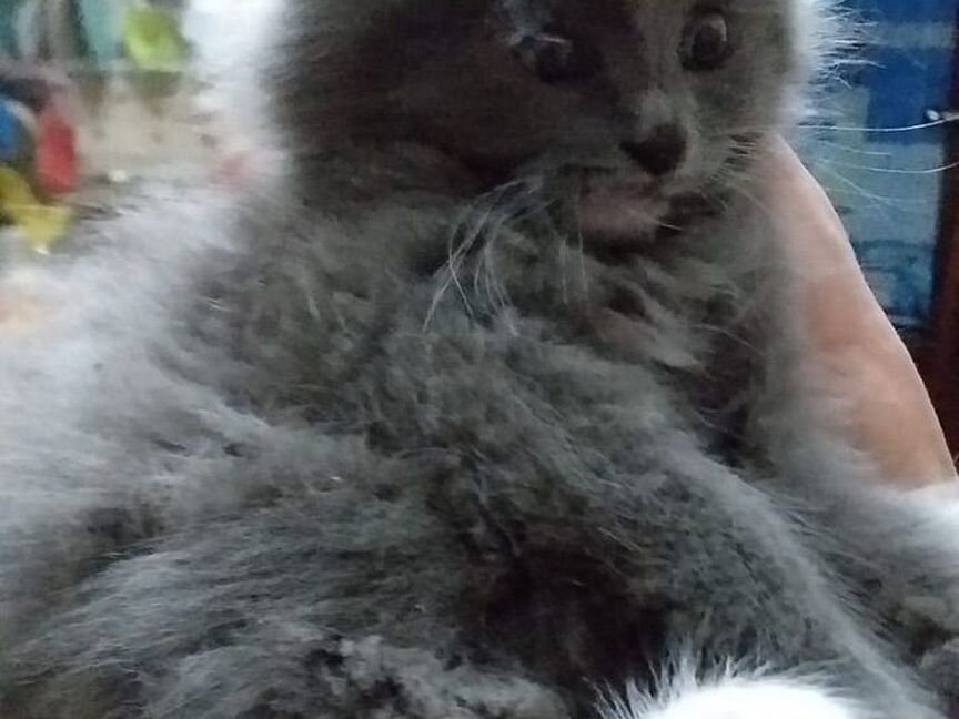 Котята очень пушистые