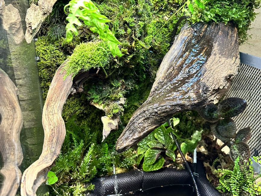 Мхи и печеночники субтропические (теплые)