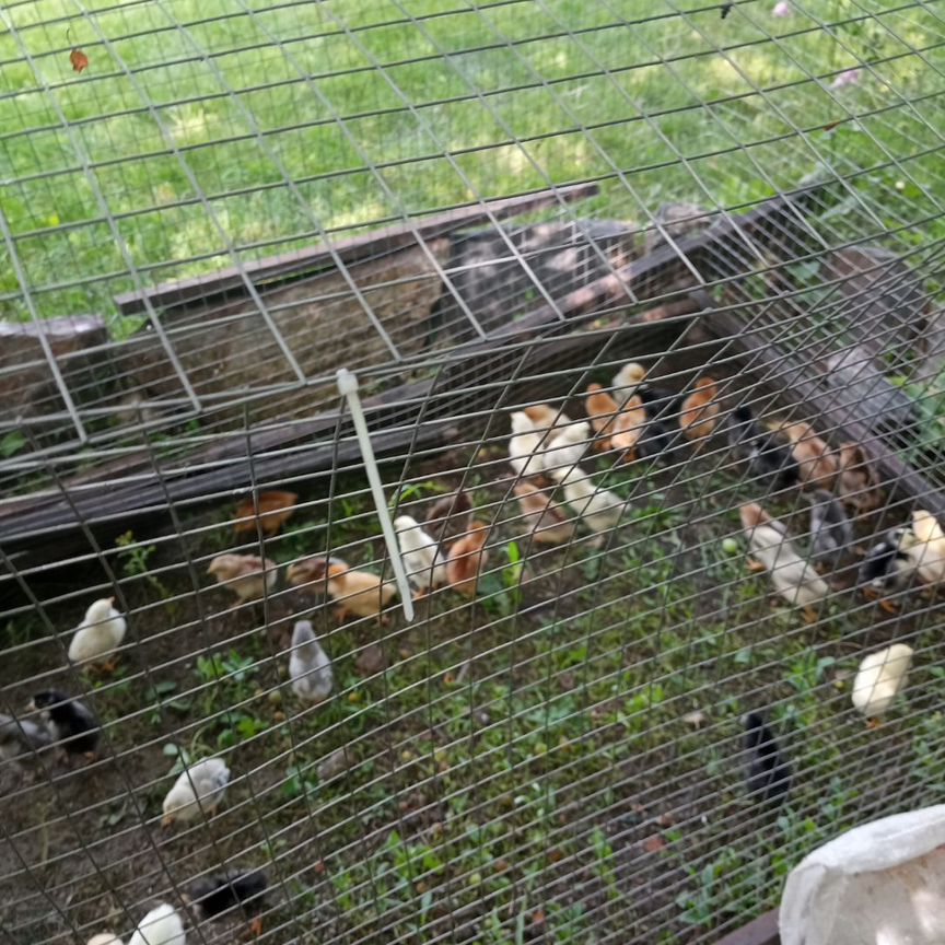 Цыплята несушки рождение 7 июня