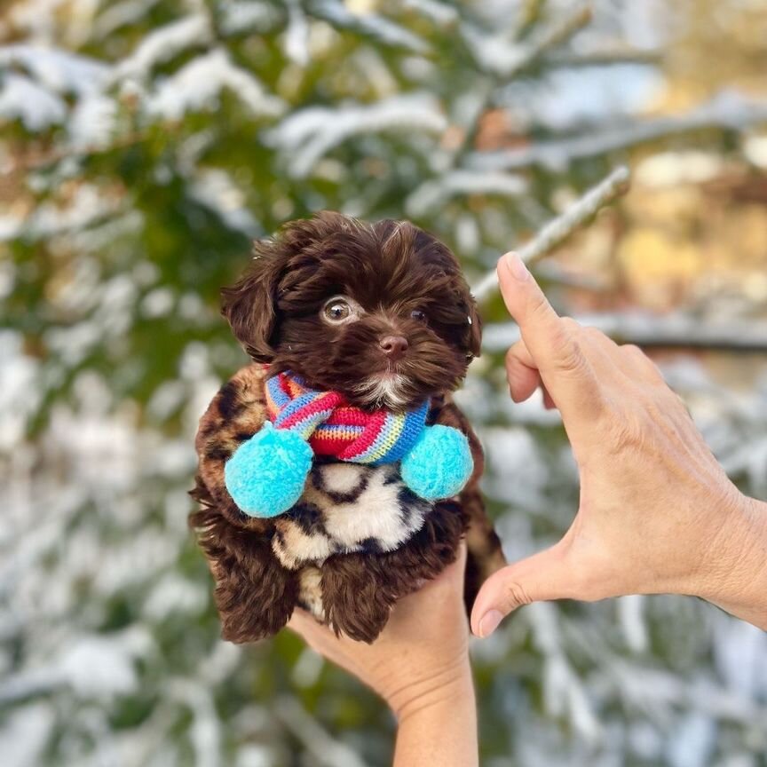 Мальтипу, щенок