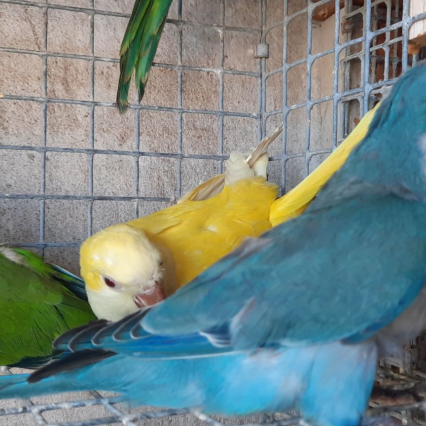 Птенчики попугая Монах