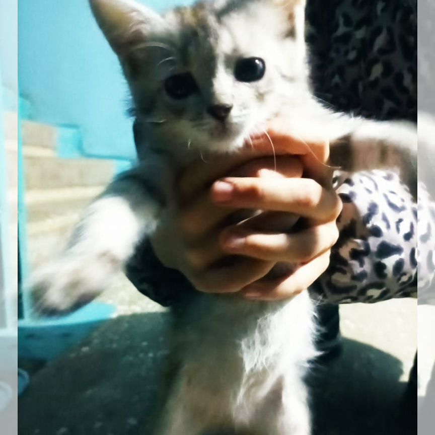 Котёнок (мальчик) 1-2 мес. (отдадим в хор. руки
