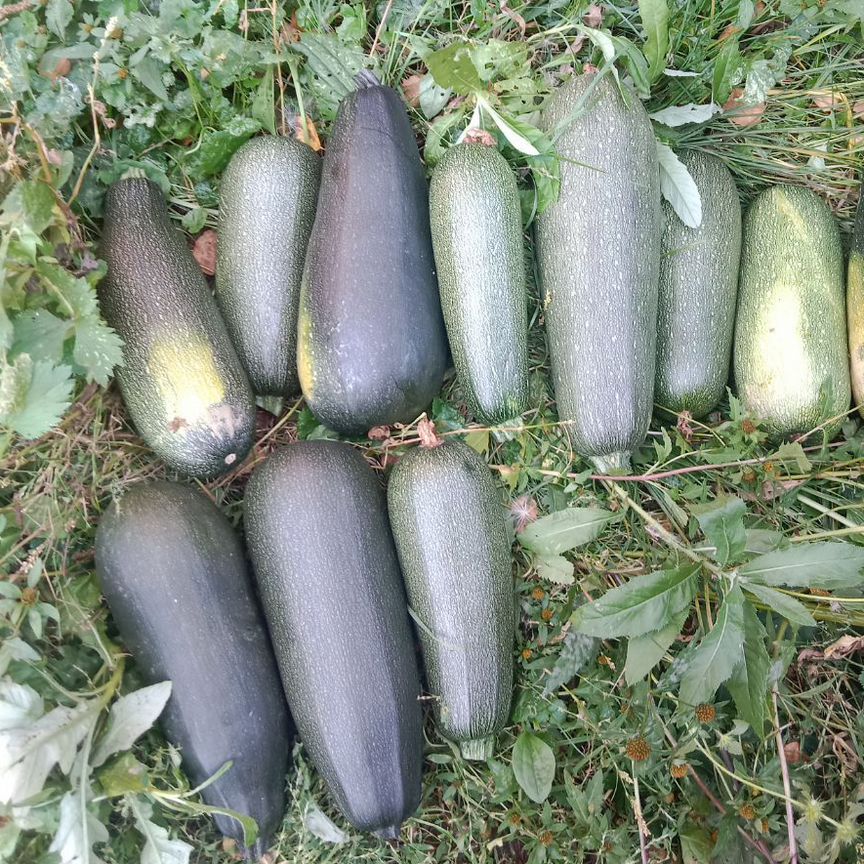 Кабачки на корм животным