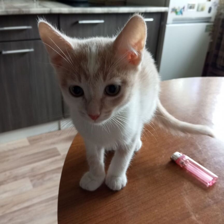 Мальчик котёнок ищет дом