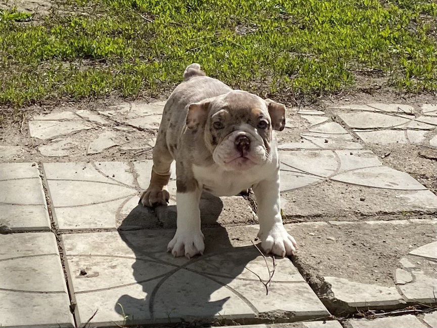 Английский бульдог великолепная девочка