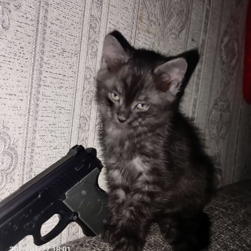 Отдам бесплатно котенка в добрые руки. Мальчик