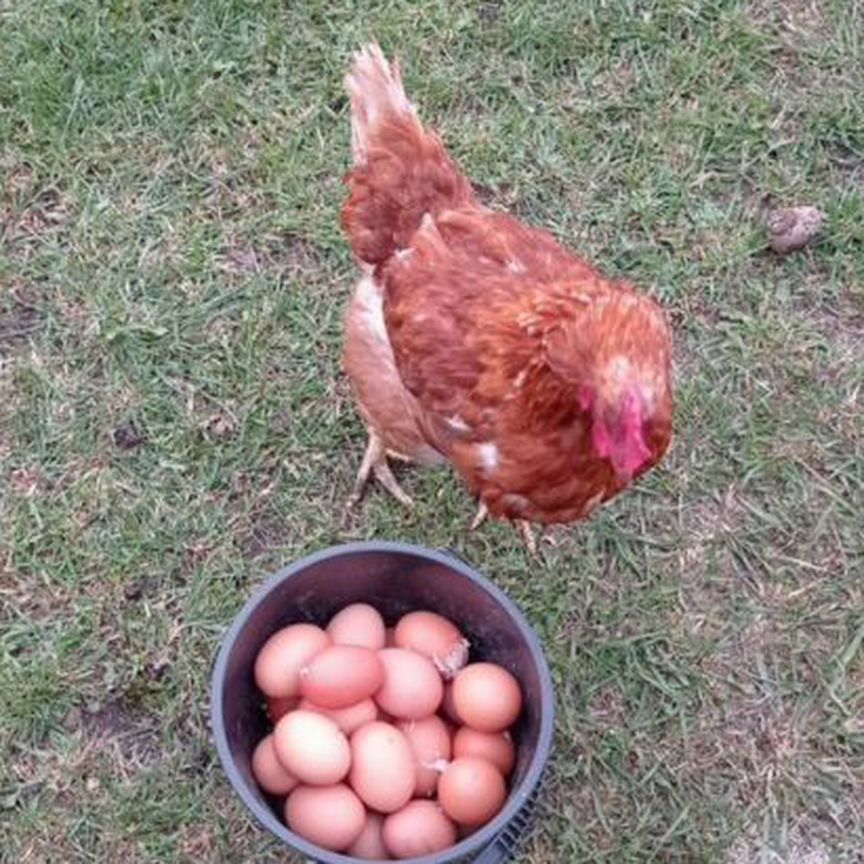 Куры несушки продам