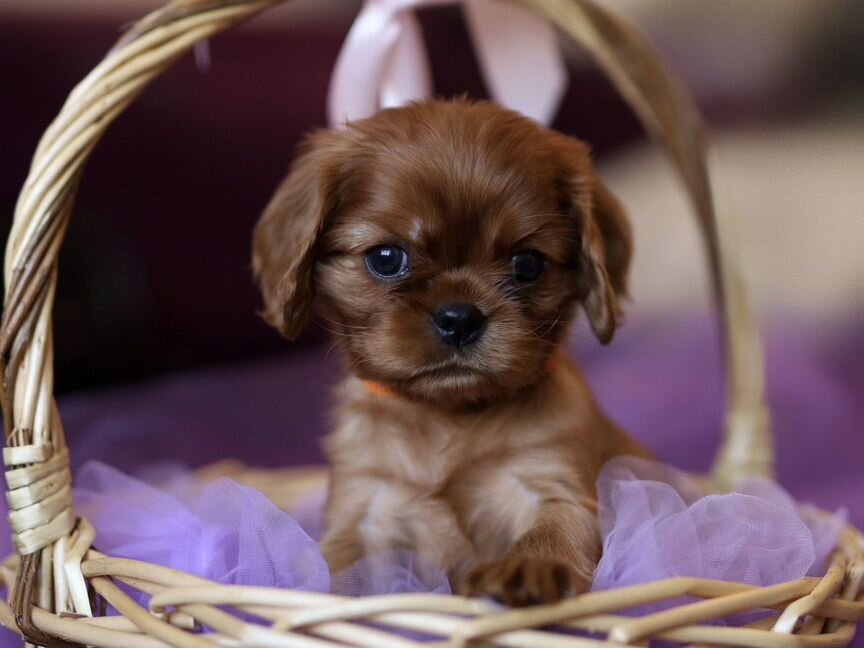 Щенки кавалерчики рубин