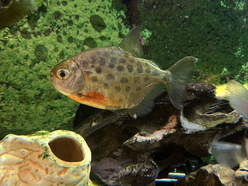 Рыбка аквариумная метиннис пятнистый