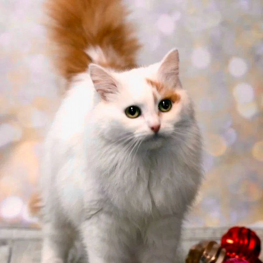 Шикарный котик в добрые руки