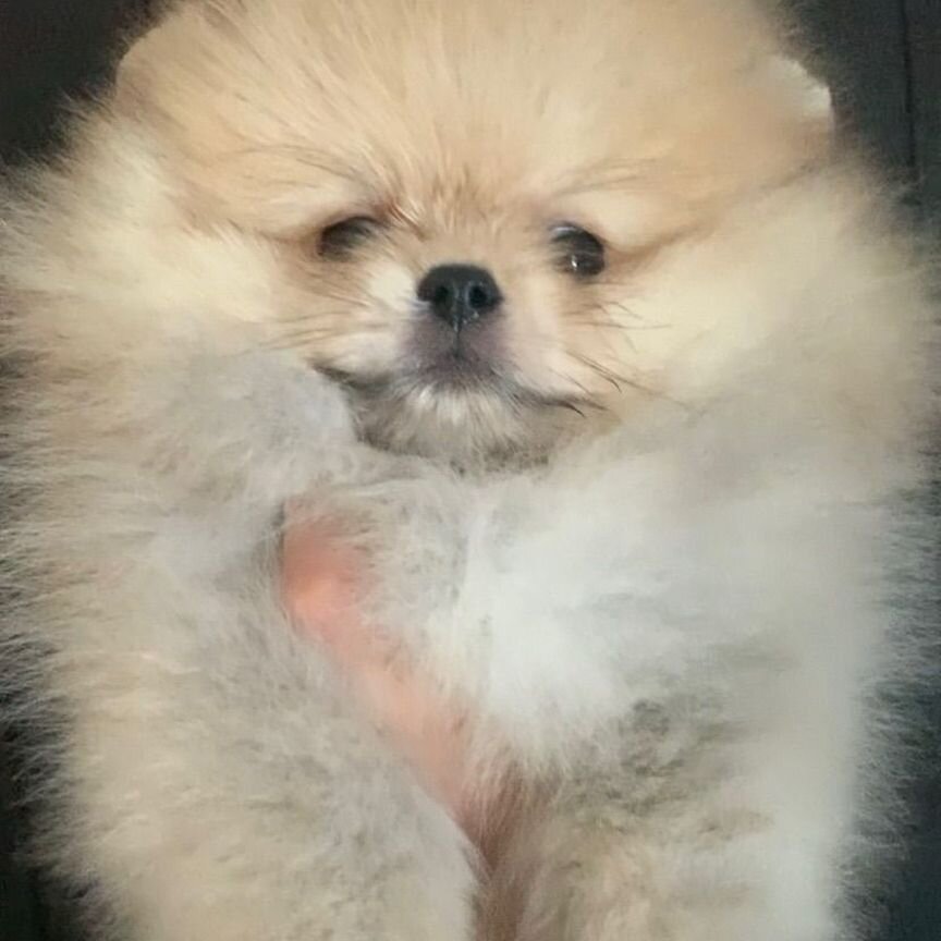 Потрясающая девочка шпиц