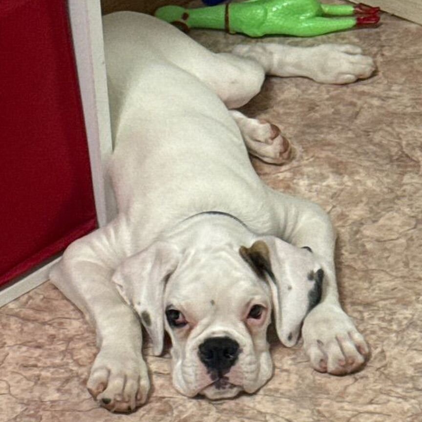 Боксер, щенок