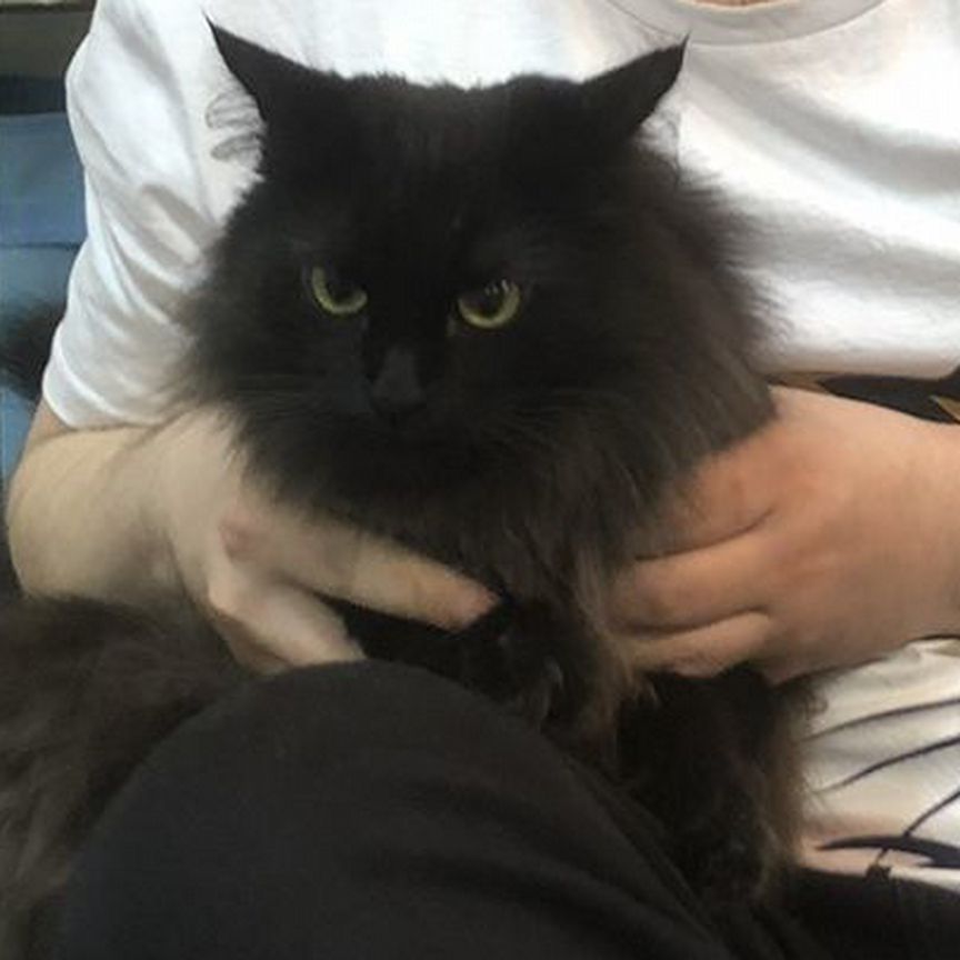 Турецкая ангора, взрослый кот