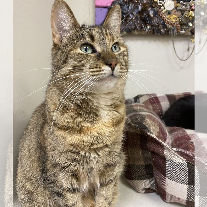 Взрослая кошка из приюта