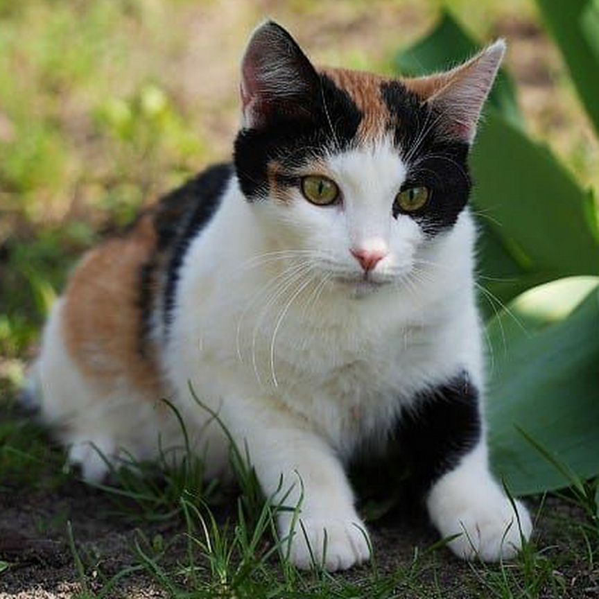 Кошка